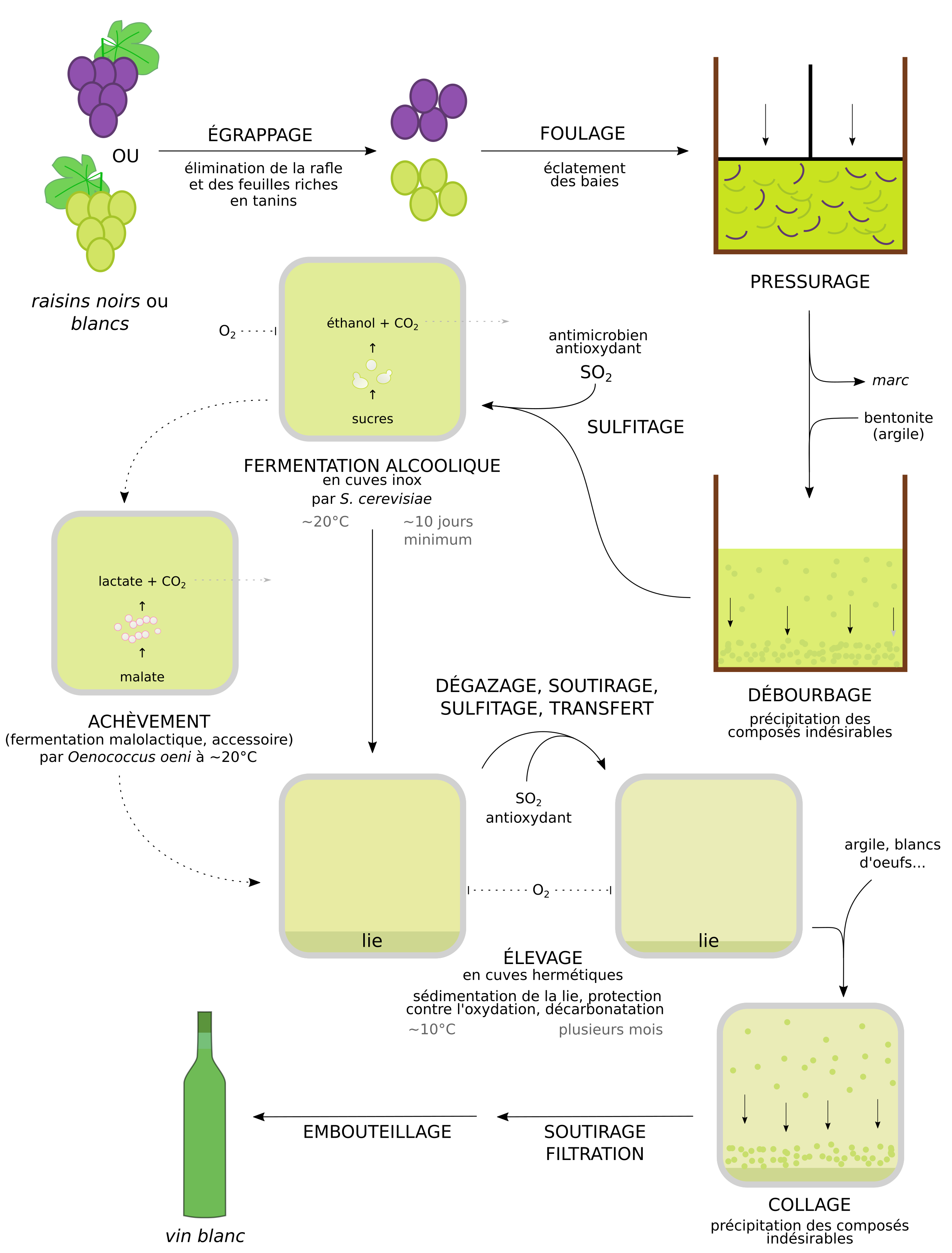 Les grandes étapes de fabrication d'un vin blanc | Planet-Vie